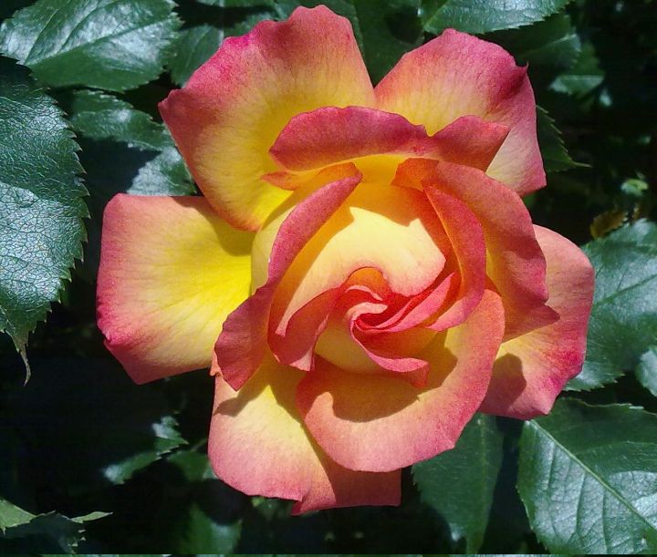 Yellow Red Rose - Lidia Marquis - Paintings & Prints, Flowers, Plants ...