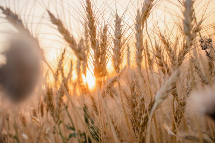 Wheat at sunset - Beauty and the Bovine Photography - Photography ...