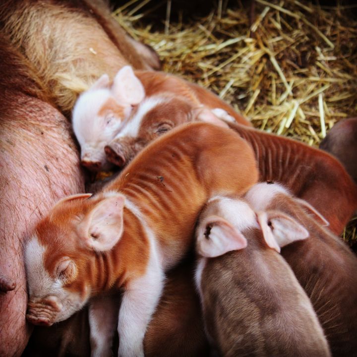 Piggy back! - Beauty and the Bovine Photography - Photography, Animals ...