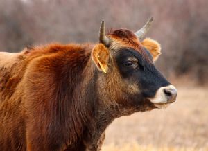 Beauty and the Bovine Photography - Photography