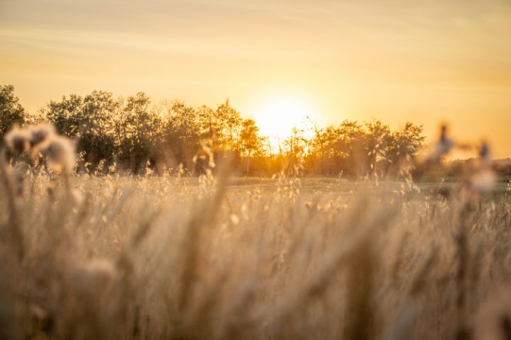 field a sunset - Beauty and the Bovine Photography - Photography ...