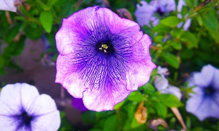 Pout - Pastel Palette - Photography, Flowers, Plants, & Trees, Flowers ...