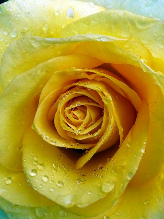 Raindrops on Yellow Roses - The Science of Color - Photography, Flowers ...
