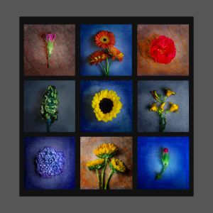 Fine Art Image of Plant Life - PhotoArtist - Photography, Flowers ...