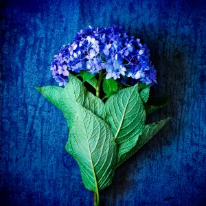 PhotoArtist - Photography
