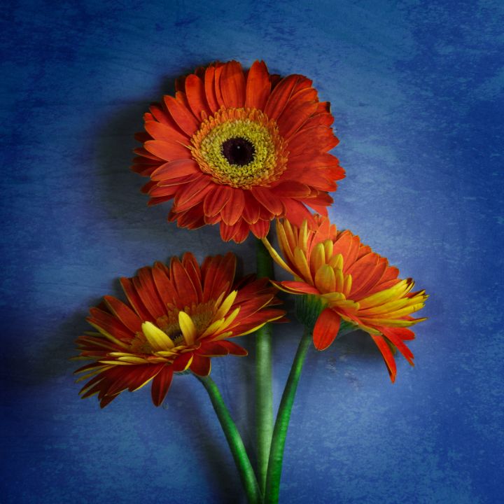 Beautiful Plant Life - PhotoArtist - Photography, Flowers, Plants ...
