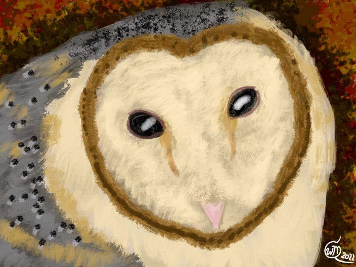 Barn owl - Wicked drawings and graphics - Paintings & Prints, Animals ...