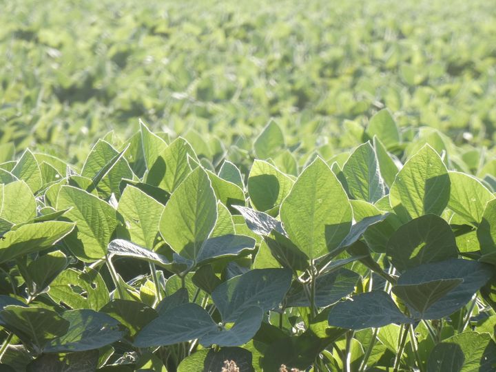 Bean Crop - Grandma GenSon - Photography, Landscapes & Nature, Fields ...