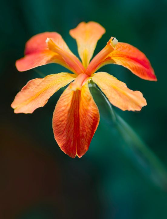 Orange Iris Fulva (Copper Iris) - Ray's Arts by Raymond Dukes ...