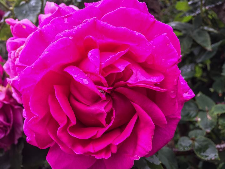 Magenta Rose - Kimberly Sprague - Photography, Flowers, Plants, & Trees ...