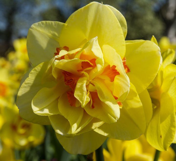 Golden Daffodil 1 - Kimberly Sprague - Photography, Flowers, Plants ...