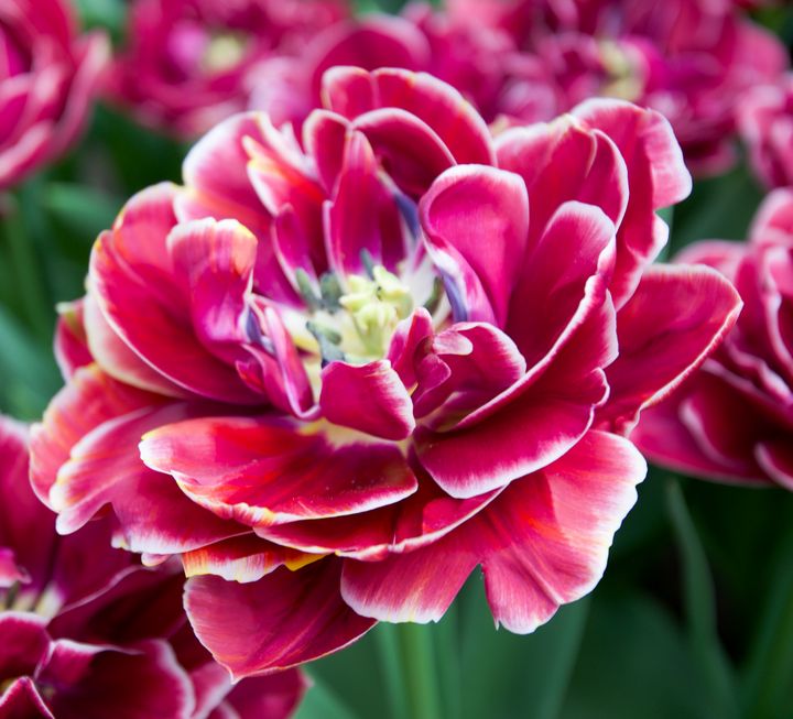 Open Tulip - Kimberly Sprague - Photography, Flowers, Plants, & Trees ...