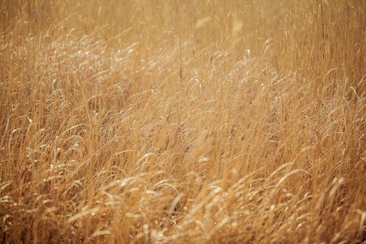 Barren grass - My Secret Art - Photography, Flowers, Plants, & Trees ...