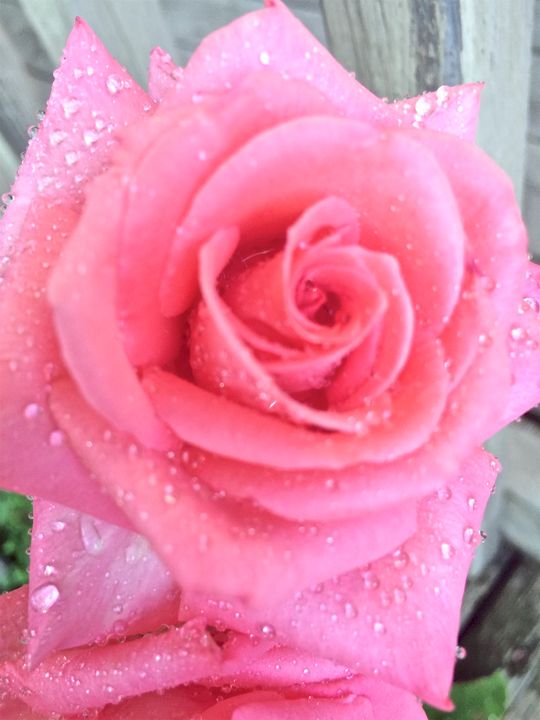 Blushing Bride Rose - True Vine Art Design - Photography, Flowers ...