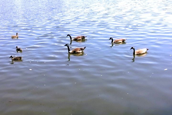 Ducks on the Water - Distorted View Imagery - Photography, Animals ...