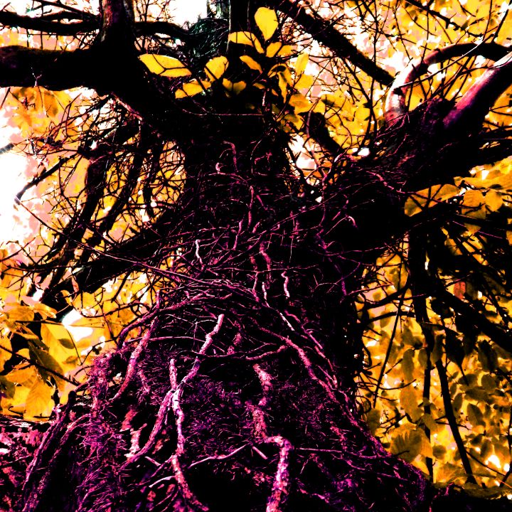 Mr. Tree - Radekfromkapiti - Photography, Fantasy & Mythology, Other ...