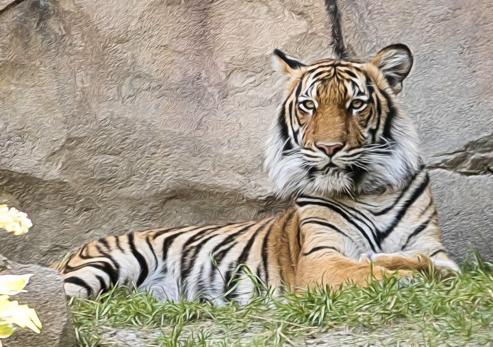 Tiger stare - Impressions - Photography, Animals, Birds, & Fish, Wild ...