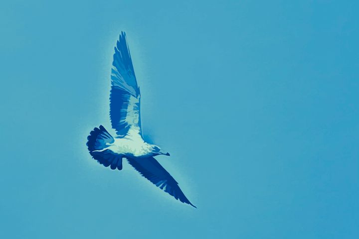 Seagull Wingspan - Impressions - Photography, Animals, Birds, & Fish ...