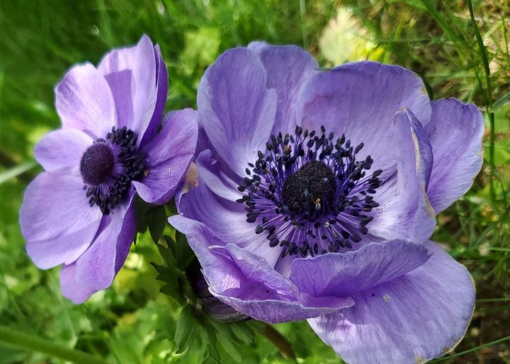 Purple Poppies - Double-K Artistry - Photography, Flowers, Plants ...
