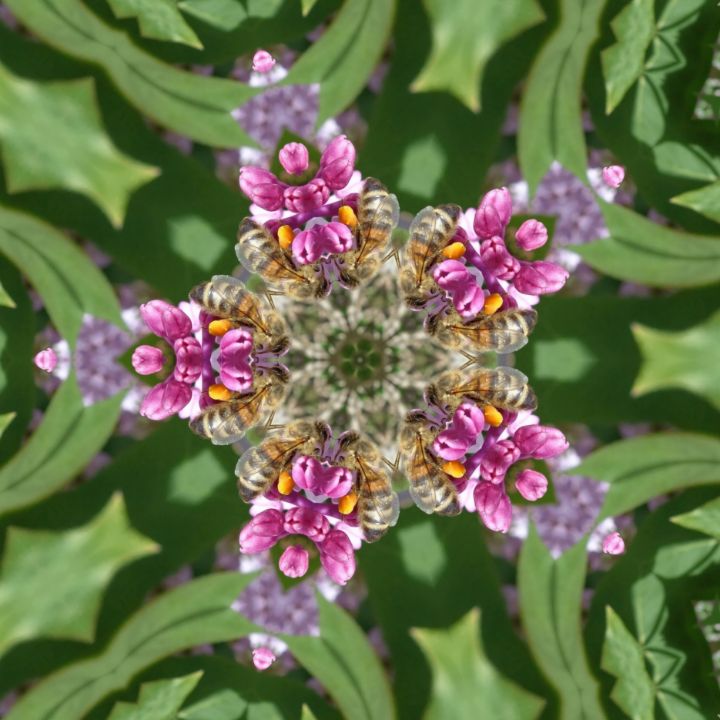 Lilac Bee Star - Double-K Artistry - Photography, Animals, Birds ...