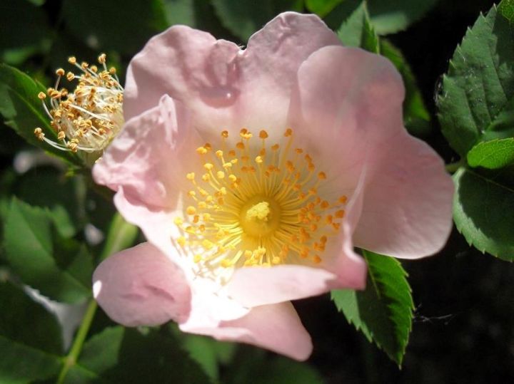 Pink Poppy Flower - Double-K Artistry - Photography, Flowers, Plants ...