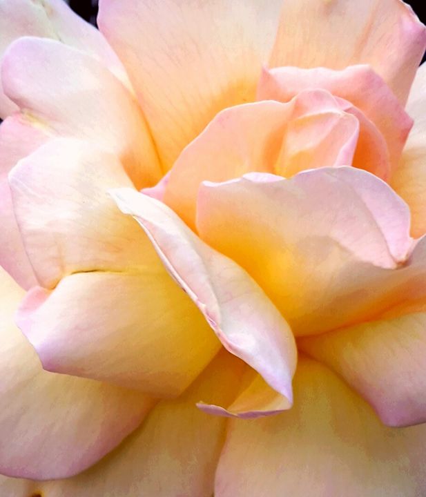 Yellow & Pink Rose - Janay Clare Designs - Photography, Flowers, Plants ...