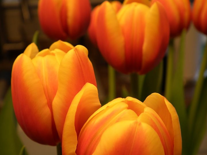 Spring - Art by Alan - Photography, Flowers, Plants, & Trees, Flowers ...