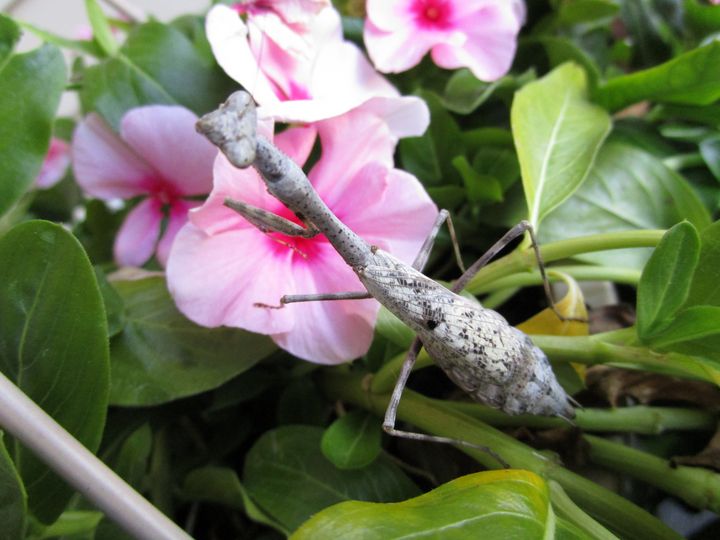 Walt the Praying Mantis - Items by Charles - Photography, Animals ...