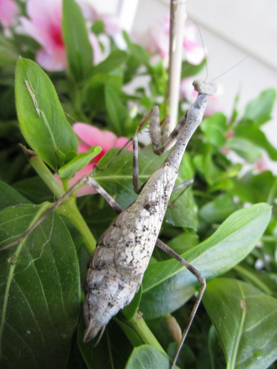 Walt the Praying Mantis - Items by Charles - Photography, Animals ...