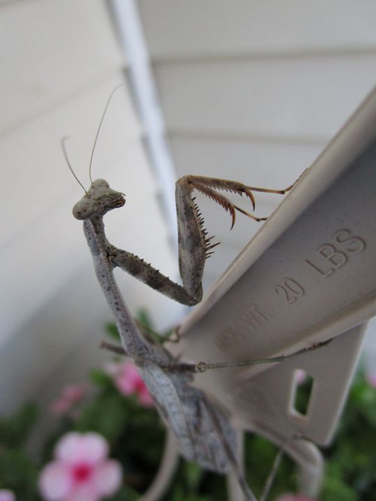 Walt the Praying Mantis - Items by Charles - Photography, Animals ...