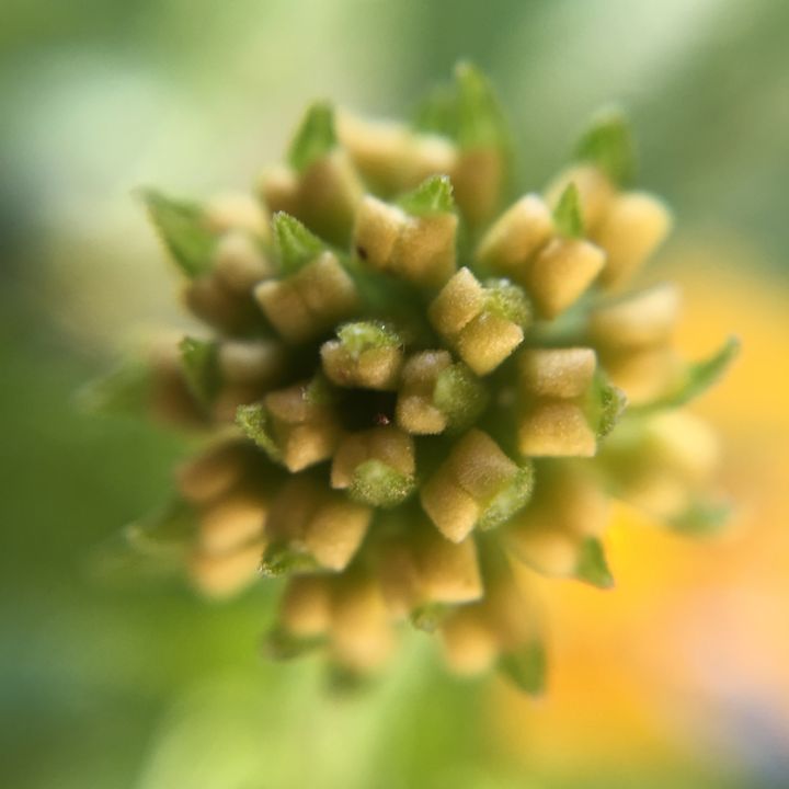 Micro Bud 4 - Temple - Photography, Flowers, Plants, & Trees, Flowers ...