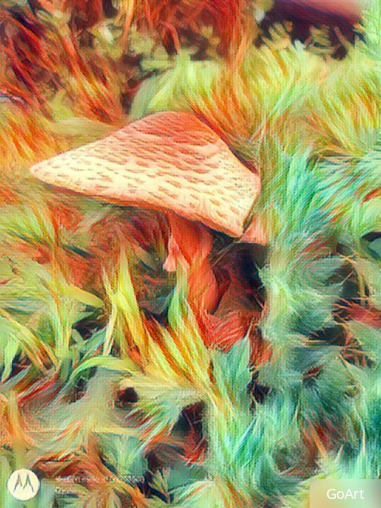 Furry Father FunGus - Crystal Yadlosky - Photography, Abstract, Color ...