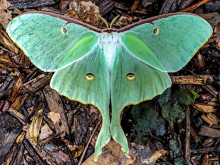 Moth - Jordan's Art - Photography, Animals, Birds, & Fish, Bugs ...