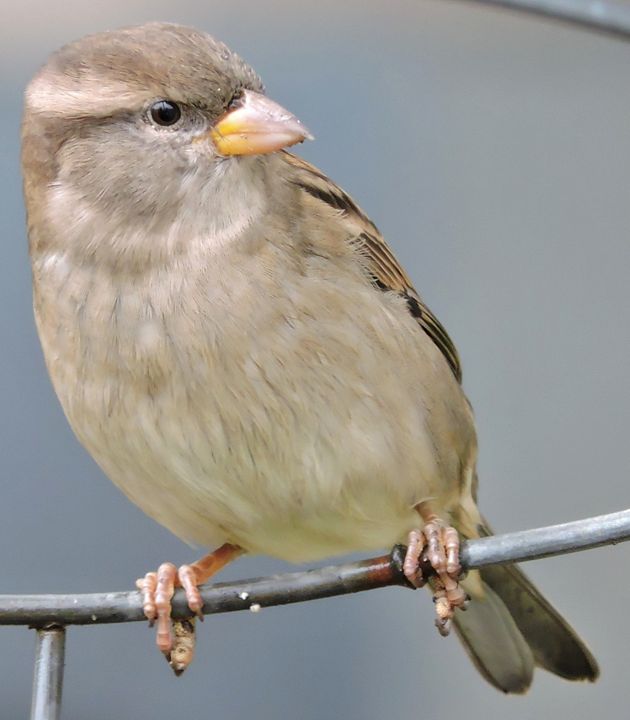 Little Birdy - Art From The Woods - Photography, Animals, Birds, & Fish ...