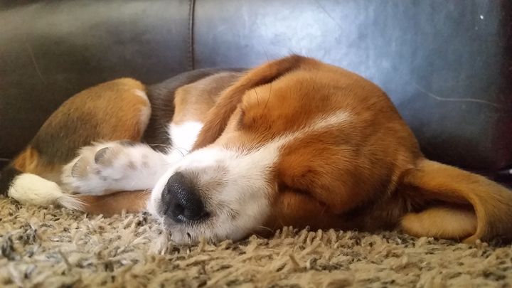 It's ruff being a pup - pemdak - Photography, Animals, Birds, & Fish ...