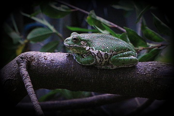 Frog on a log - Brandy's Alluring Images - Photography, Animals, Birds ...
