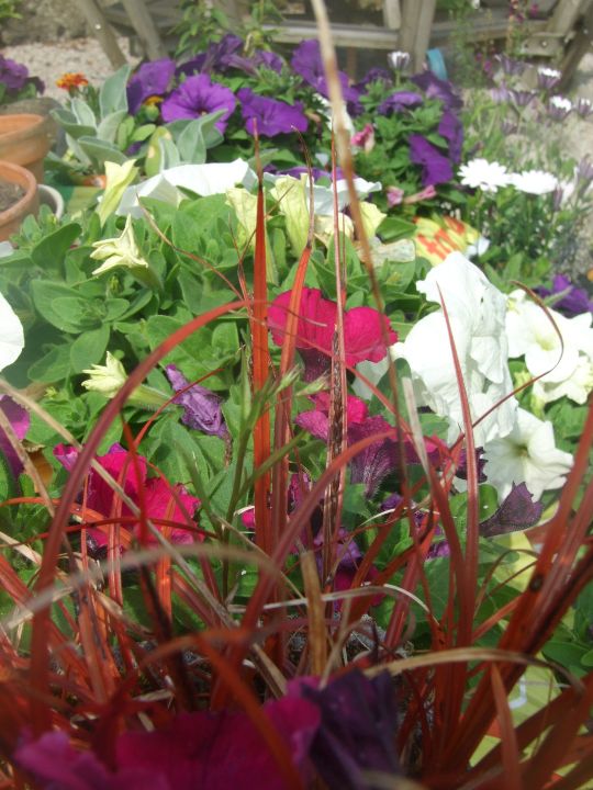 Colour pop - Donnette Levine Bufton - Paintings & Prints, Landscapes ...