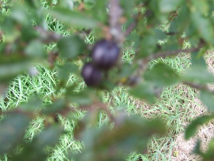 Berry magic - Donnette Levine Bufton - Paintings & Prints, Landscapes ...