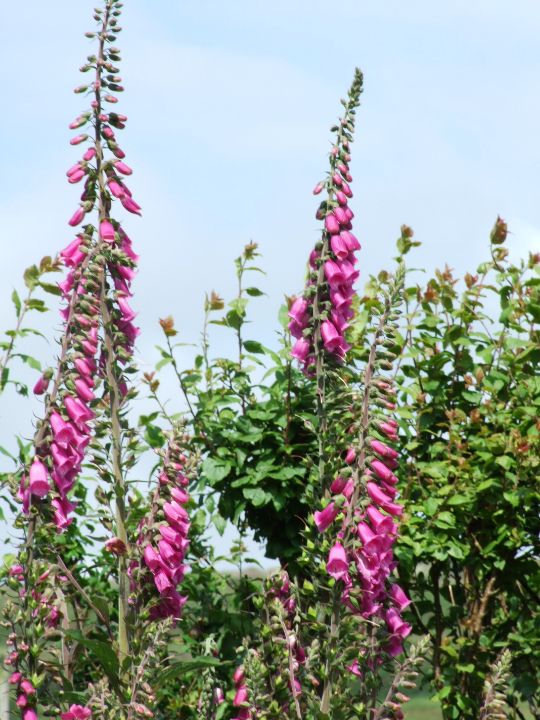 'Cornish wild fox..s' - Donnette Levine Bufton - Paintings & Prints ...