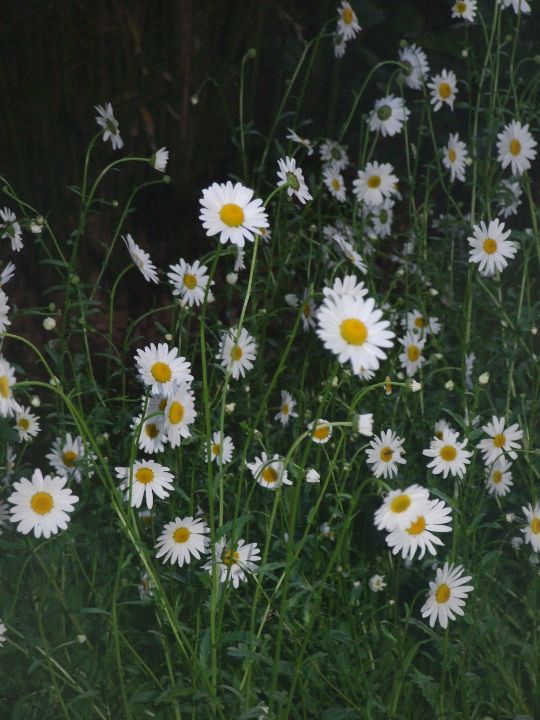 'lazy day' - Donnette Levine Bufton - Paintings & Prints, Landscapes ...