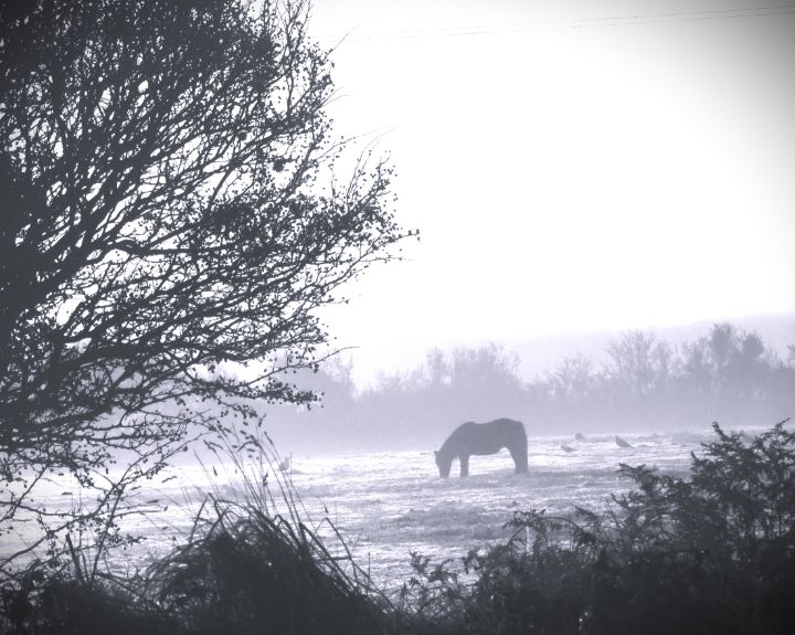'early morning' - Donnette Levine Bufton - Paintings & Prints ...