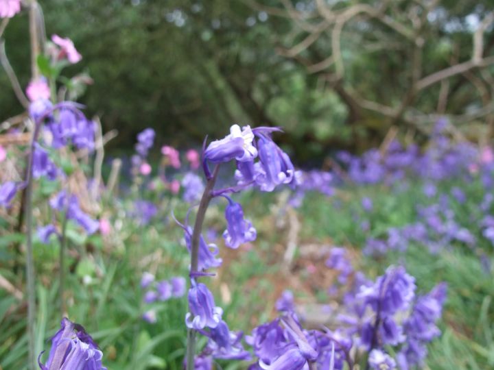 Cornish Hedgerow - Donnette Levine Bufton - Paintings & Prints ...
