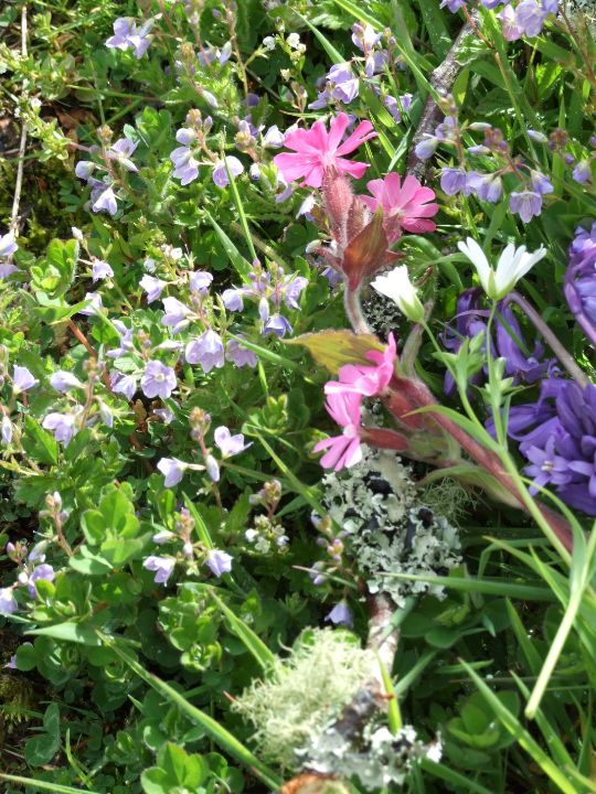 Cornish wild flower show - Donnette Levine Bufton - Paintings & Prints ...