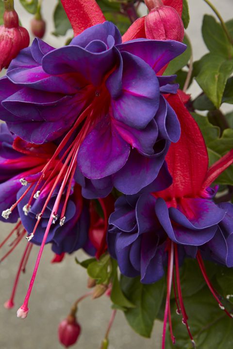 Fuchsia 'Voodoo' - Hortiphoto - Photography, Flowers, Plants, & Trees ...