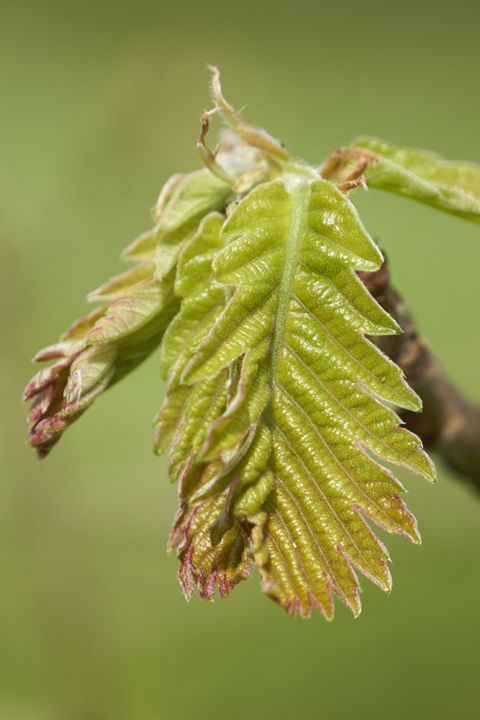 Hungarian Oak (Quercus frainetto) - Hortiphoto - Photography, Flowers ...