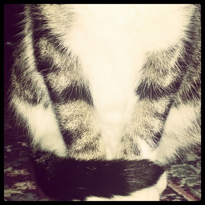 Miz Proper - SUZANN JONSON art - Photography, Animals, Birds, & Fish, Cats & Kittens, Other Cats ...