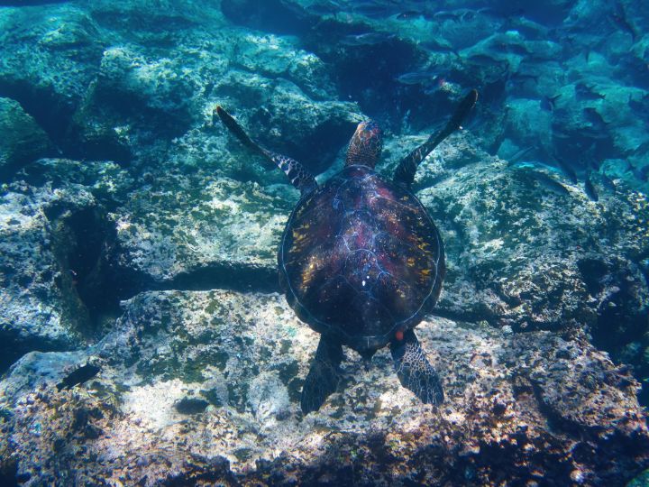 SEA TURTLE FROM ABOVE - NATURE WILD PHOTOGRAPHY - Photography, Animals ...