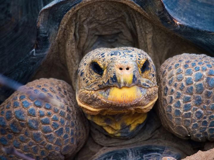 GRUMPY TORTOISE - NATURE WILD PHOTOGRAPHY - Photography, Animals, Birds ...