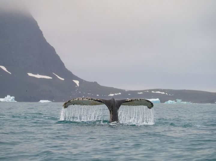 WHALE OF A TAIL - NATURE WILD PHOTOGRAPHY - Photography, Animals, Birds ...