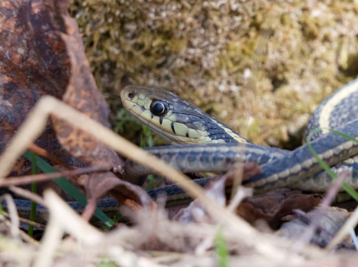 SNAKE IN THE GRASS - NATURE WILD PHOTOGRAPHY - Photography, Animals ...